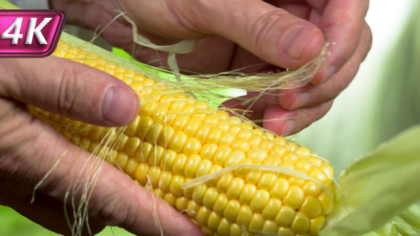 Checking the Quality of Corn Grains, Stock Footage | VideoHive