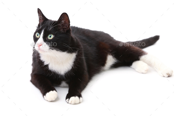 Beautiful black and white cat over white background Stock Photo by photobac