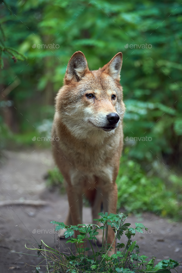 Wolf hunting in the forest Stock Photo by byrdyak | PhotoDune