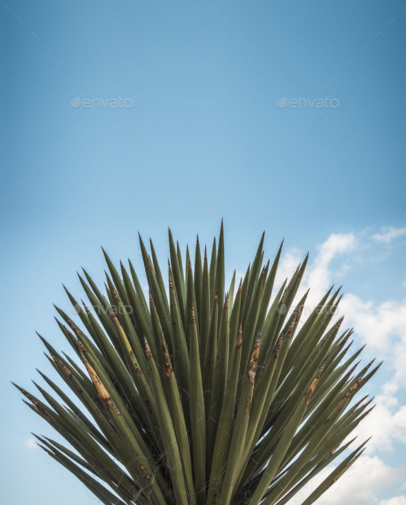 Large Agave Plant Stock Photo by willmilne | PhotoDune