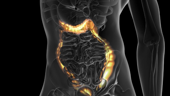 Anatomy Scan of Human Colon, Motion Graphics | VideoHive