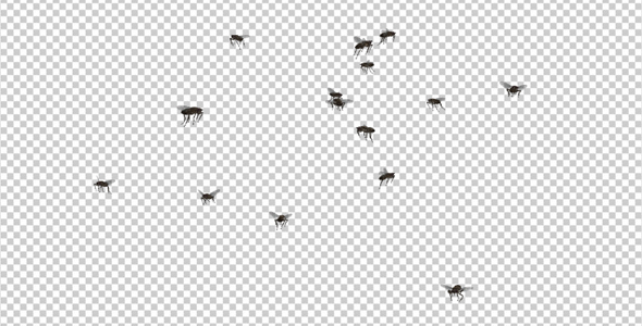 Fly Swarm - Flying Around, Motion Graphics | VideoHive