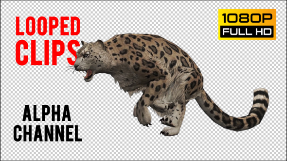 Leopard 8, Motion Graphics | VideoHive