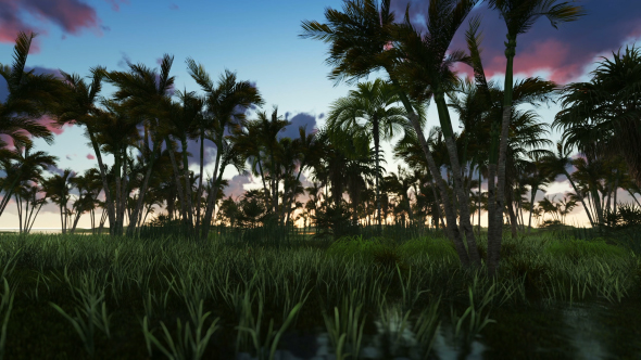 Tropical Jungle, Motion Graphics | VideoHive