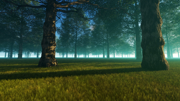 Large Trees in the Forest, Motion Graphics | VideoHive