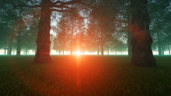 Sunset in Mystic Forest, Motion Graphics | VideoHive