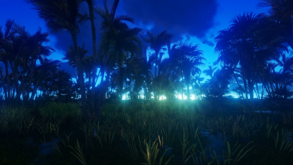 Tropical Jungle at Night, Motion Graphics | VideoHive