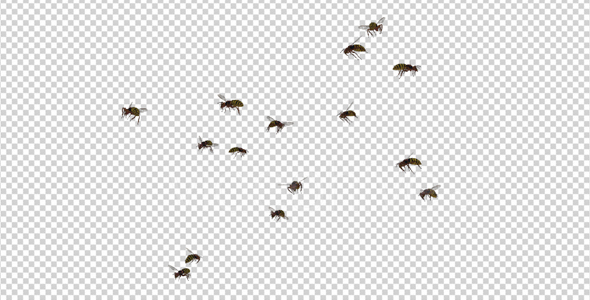 Wasp Swarm - Flying Around, Motion Graphics | VideoHive