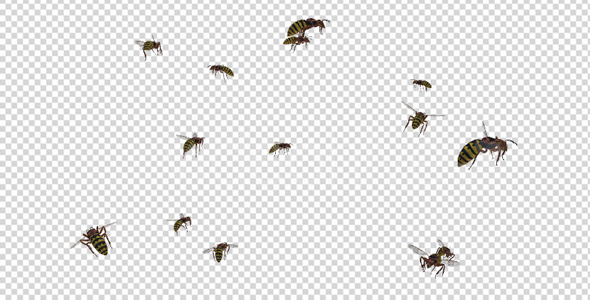 Swarm Wasps - Flying Around, Motion Graphics | VideoHive