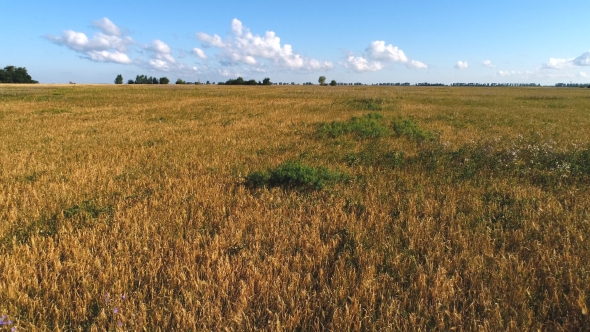 Top View of Wheat Field at Harvest. Agricultural Concept, Stock Footage