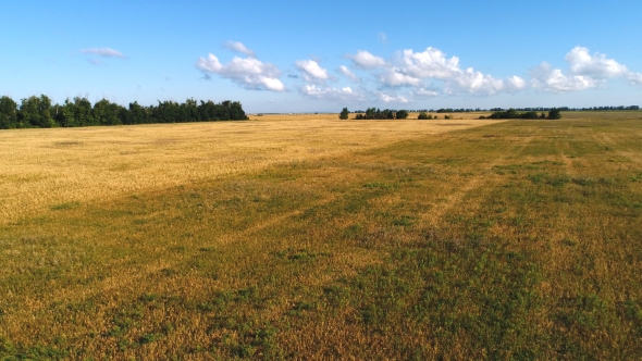 Top View of Wheat Field at Harvest. Agricultural Concept, Stock Footage