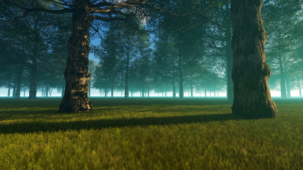 Fantastic Jungle, Motion Graphics | VideoHive