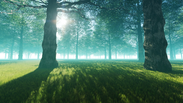 Mysterious Jungle, Motion Graphics | VideoHive