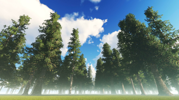 The Forest, Motion Graphics | VideoHive