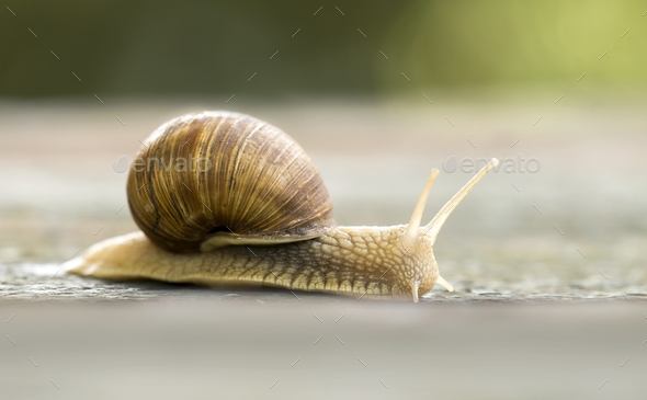 Slow snail crawling Stock Photo by Elegant01 | PhotoDune