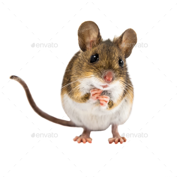 Begging Field Mouse on white background Stock Photo by CreativeNature_nl