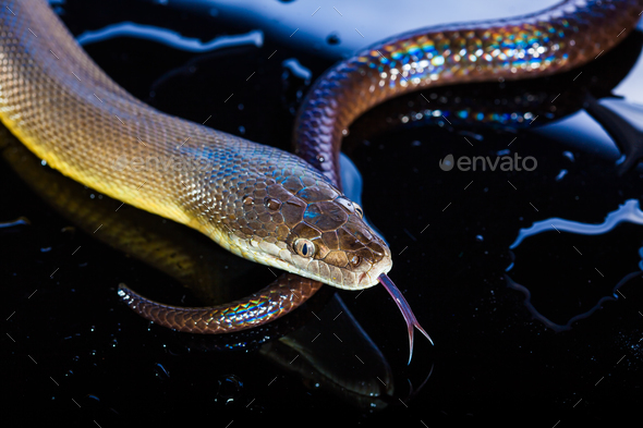 Single Rainbow Serpent Water Python - Liasis fuscus - isolated o Stock ...