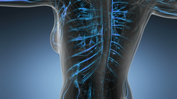 Human Body with Glow Blood Vessels, Motion Graphics | VideoHive