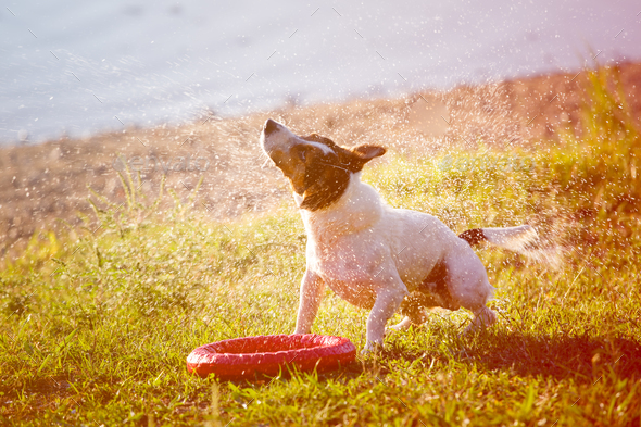 Dog shaking down from drops Stock Photo by KonstantinKolosov | PhotoDune