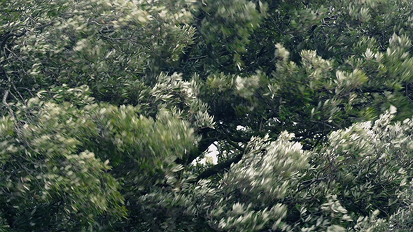 Tree Branches Shaking In Storm Winds, Stock Footage | VideoHive