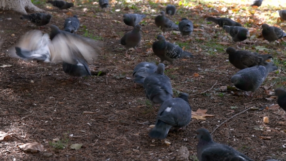 Lot of Pigeons in the Park Pecking Grain, Stock Footage | VideoHive