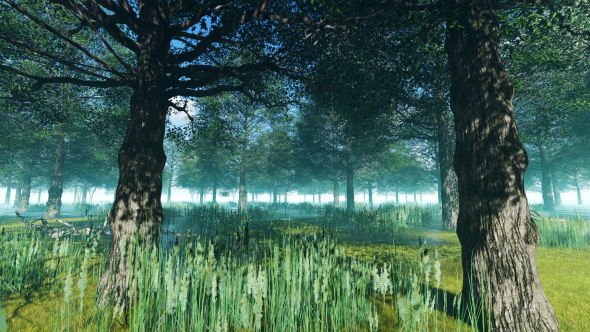 Mysterious Forest, Motion Graphics | VideoHive