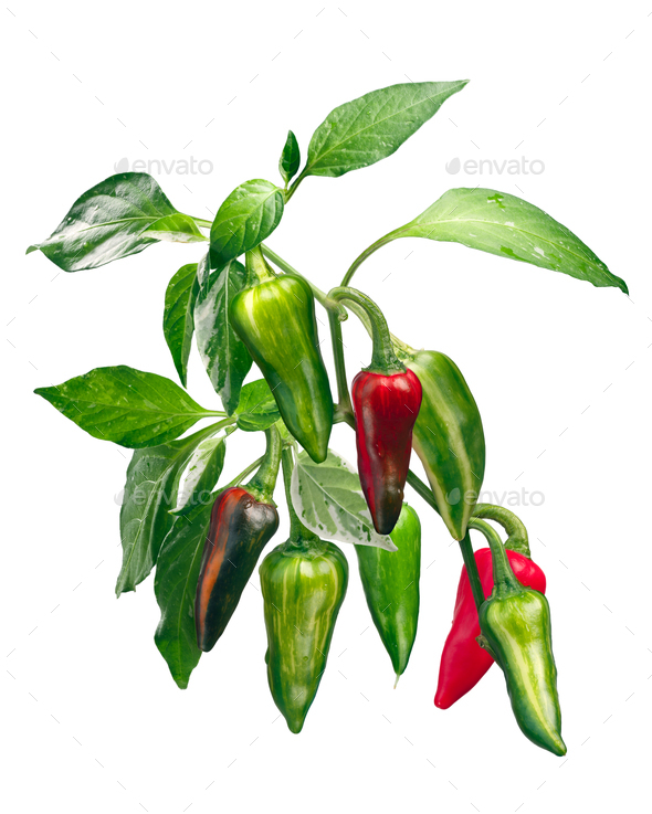 Fish chile pepper plant C. annuum, paths Stock Photo by maxsol7 | PhotoDune