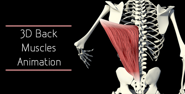 3D Back Muscles, Motion Graphics | VideoHive