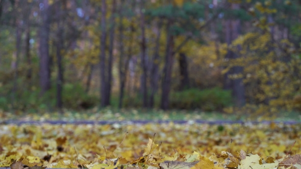 Falling Gold Maple Tree Leaves on Ground in Autumn City Forest Park ...