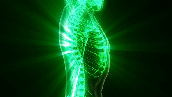 Human Body with Visible Skeletal Bones, Motion Graphics | VideoHive
