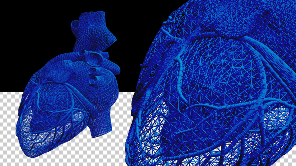 3D Wired Human Heart by Handrox-G | VideoHive