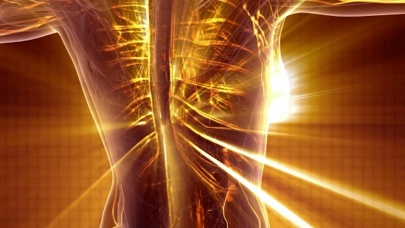 Human Body with Glow Blood Vessels, Motion Graphics | VideoHive