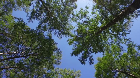 Birch and Maple Trees in the Summer Forest, Stock Footage | VideoHive