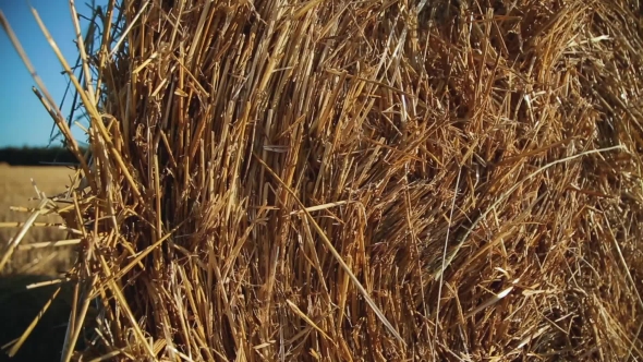 Hay in a Haystack, Stock Footage | VideoHive