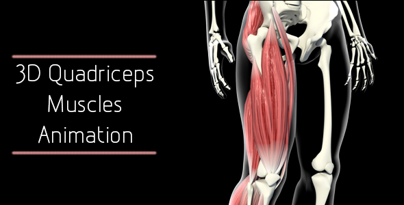 3D Quadriceps Muscles, Motion Graphics | VideoHive
