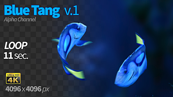 Blue Tang 1, Motion Graphics | VideoHive