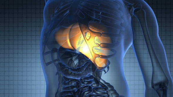 Anatomy Scan of Human Liver, Motion Graphics | VideoHive