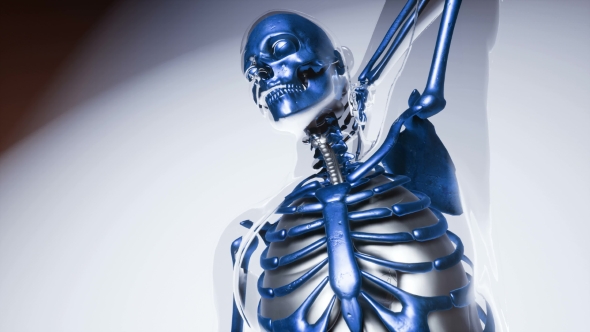 Human Skeleton Bones Model with Organs, Motion Graphics | VideoHive