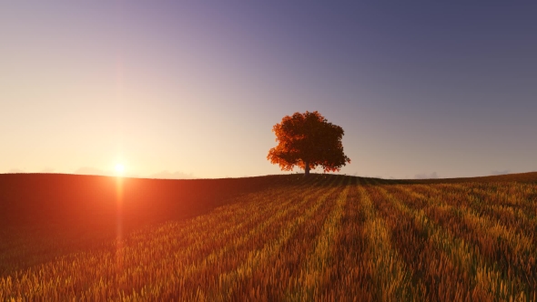 Sunset One Tree and Wind, Motion Graphics | VideoHive