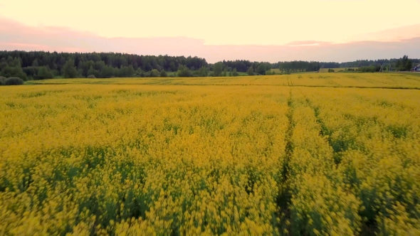 Aerial View of the Field with Yellow Flowers, Stock Footage | VideoHive
