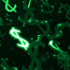 Dollar Signs, Motion Graphics | VideoHive