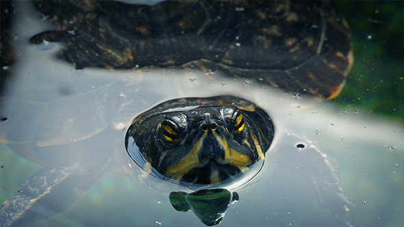 Terrapin Floating In The Water, Stock Footage | VideoHive