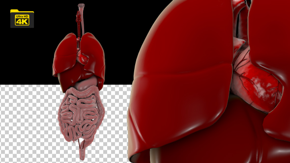 4K Human Organs, Motion Graphics | VideoHive