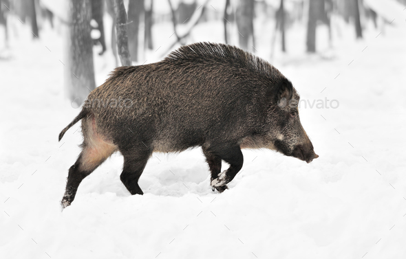 Black and white photography with color wild boar Stock Photo by byrdyak