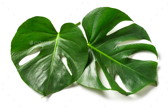 leaves of monstera plant Stock Photo by magone | PhotoDune