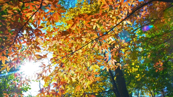 Autumn Trees, Stock Footage | VideoHive