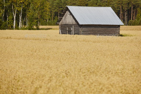 Traditional finnish wooden farm in the countryside. Finland landscape ...