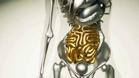 Human Intestine Model with All Organs and Bones, Motion Graphics ...