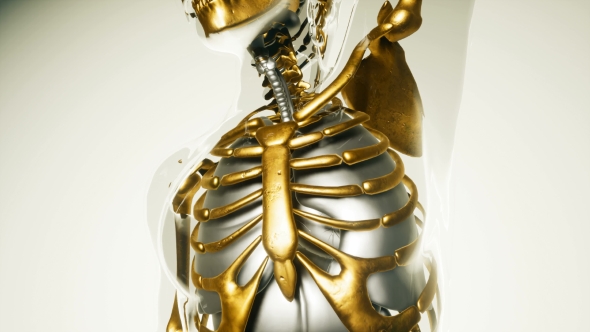 Human Skeleton Bones Model with Organs, Motion Graphics | VideoHive
