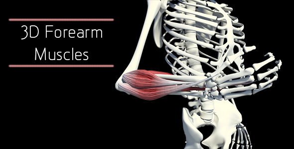3D Forearm Muscles, Motion Graphics | VideoHive